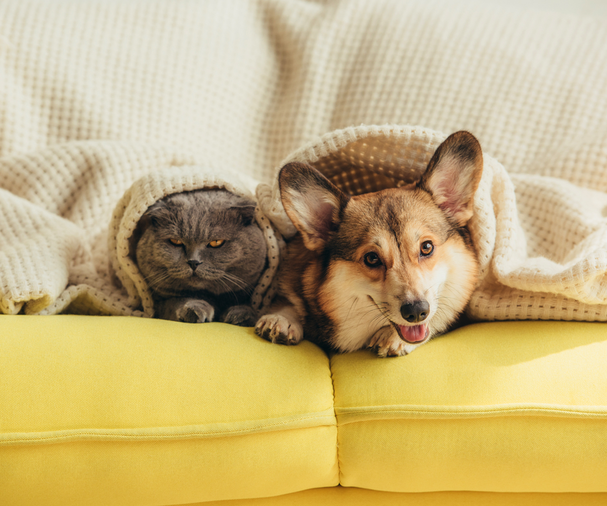 Pet Sitting – Bay Area Pet Pals