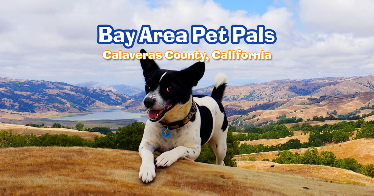 Dog Boarding & Dog Daycare – Bay Area Pet Pals
